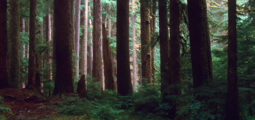 Orik - Encyclopedia Alagaësia - Inheritance Cycle - Paolini.net